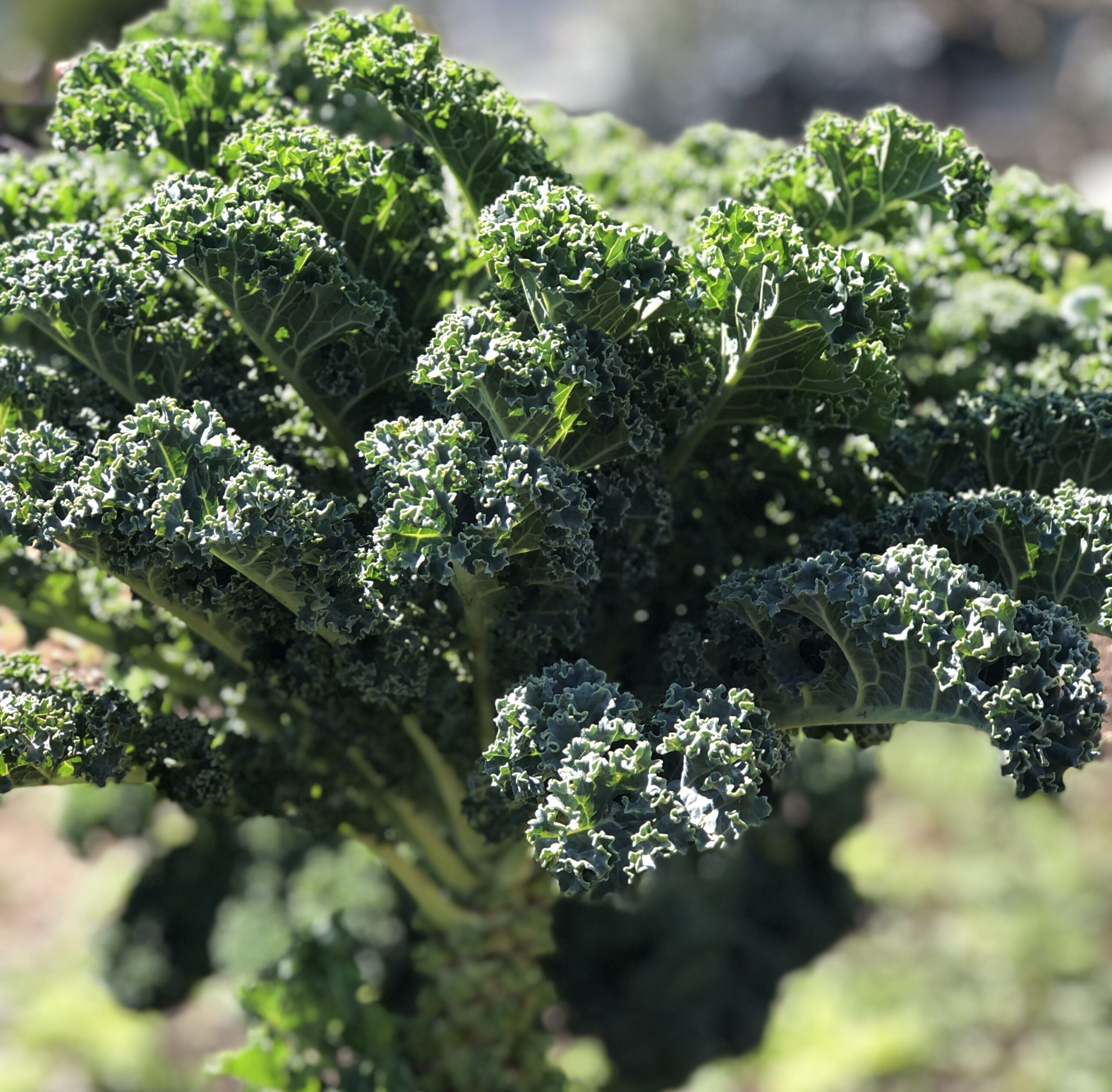 La huerta orgánica familiar - Huerta Don Iván